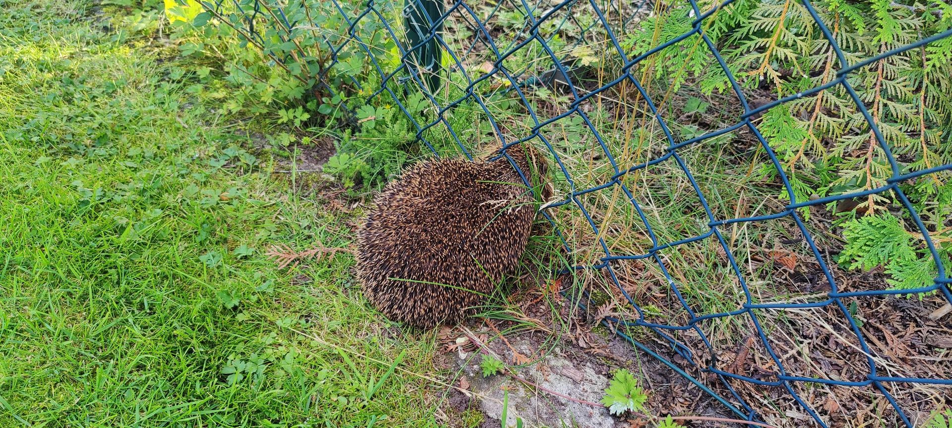 Faszinierend Igel Durchgang Zaun Ebenbild