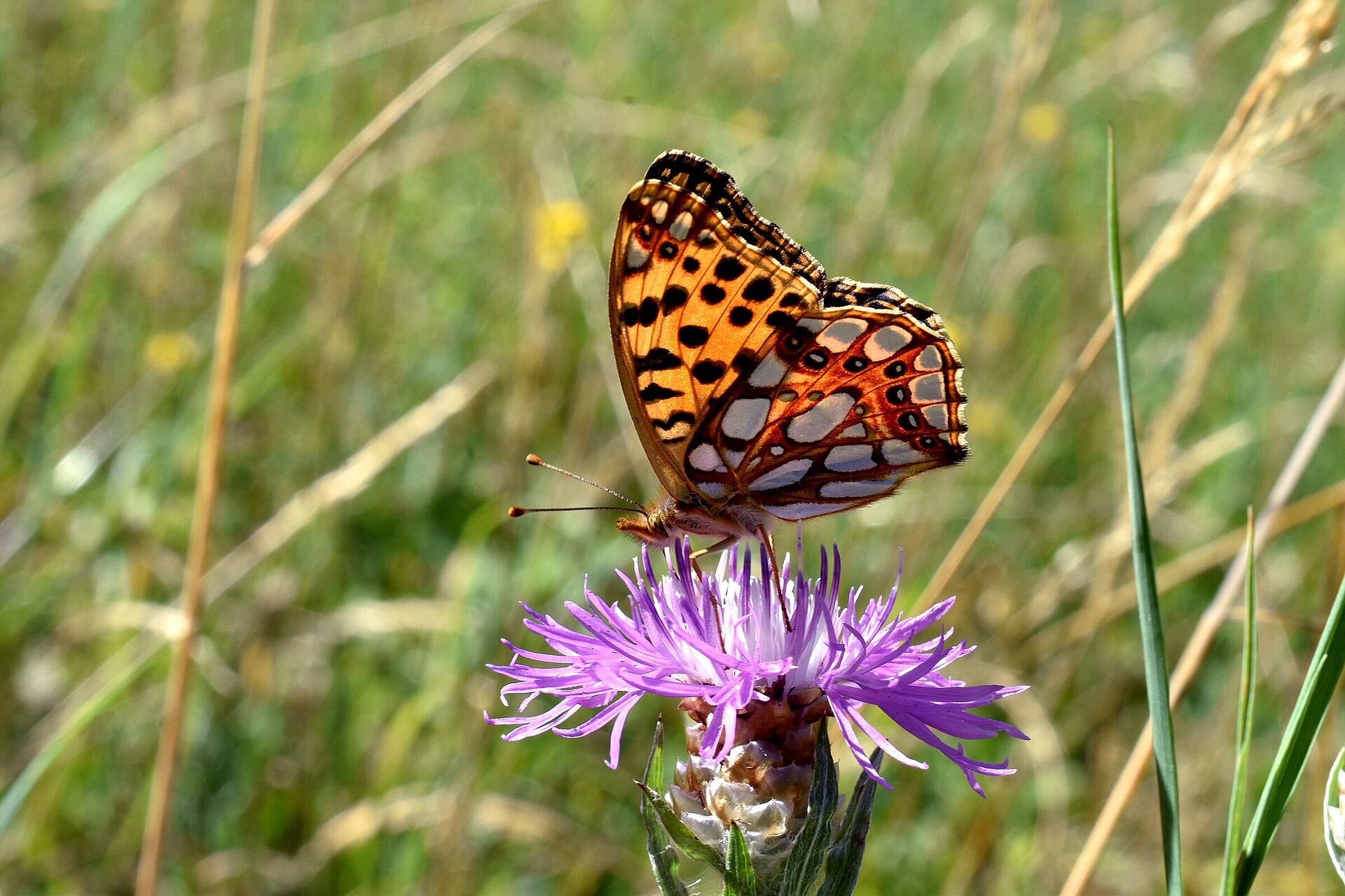 Artenkennerprojekt - BUND Naturschutz in Bayern e.V.
